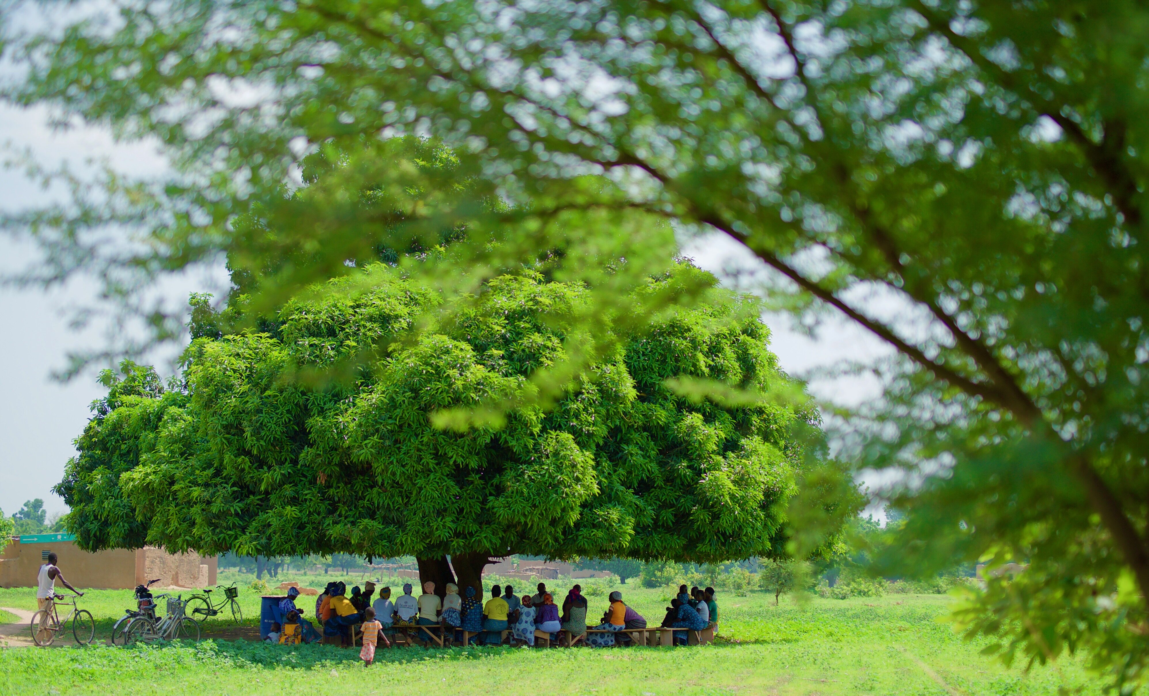 Tree Aid - Barton Hyett